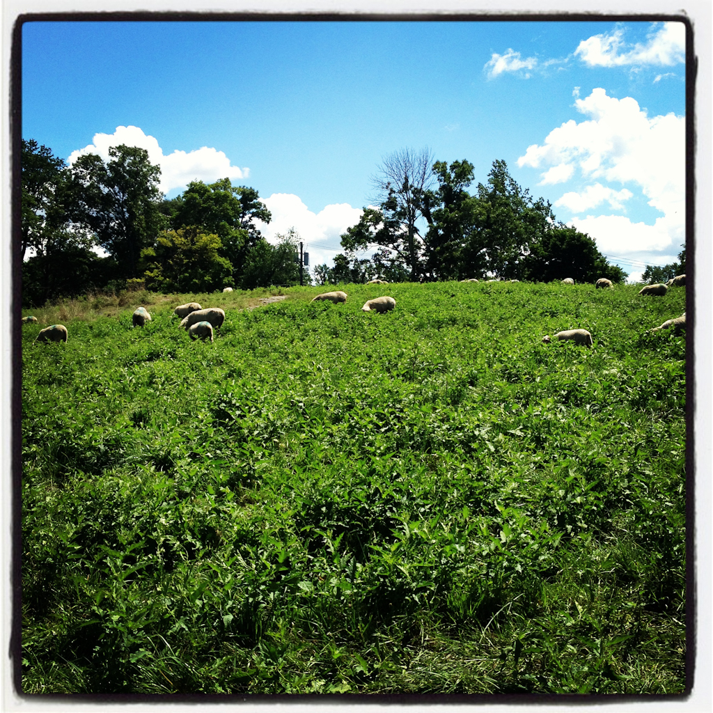 Three Poems by Alyssa Mazzarella - Cagibi