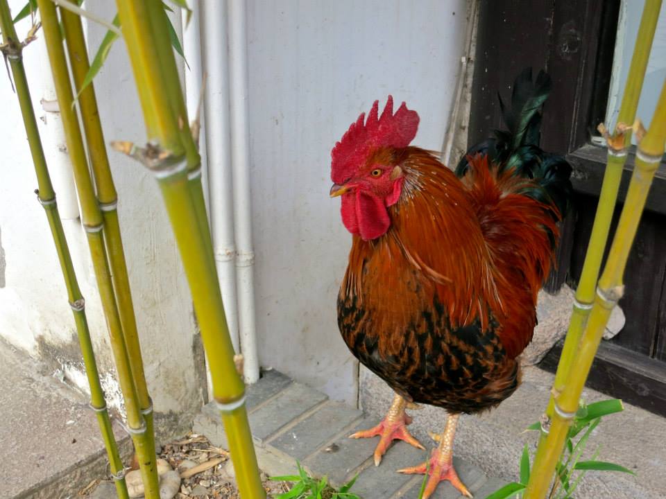 Not Another Chicken: On Verified and Unverified Creatures, the ...